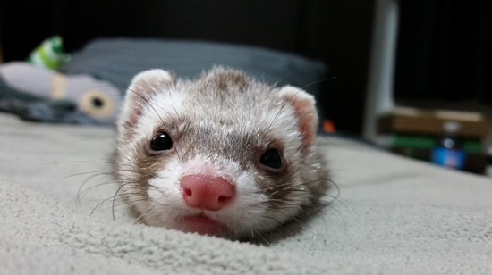 Ferrets Unlimited Rescue Services - Cleveland, Ohio