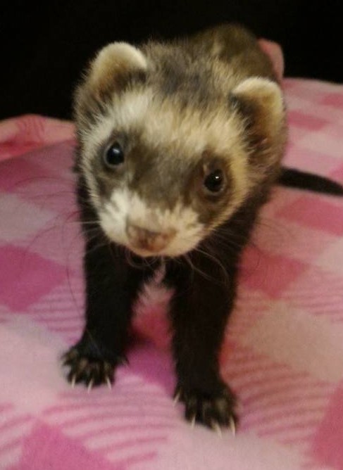 Ferrets Unlimited Rescue Services - Cleveland, Ohio